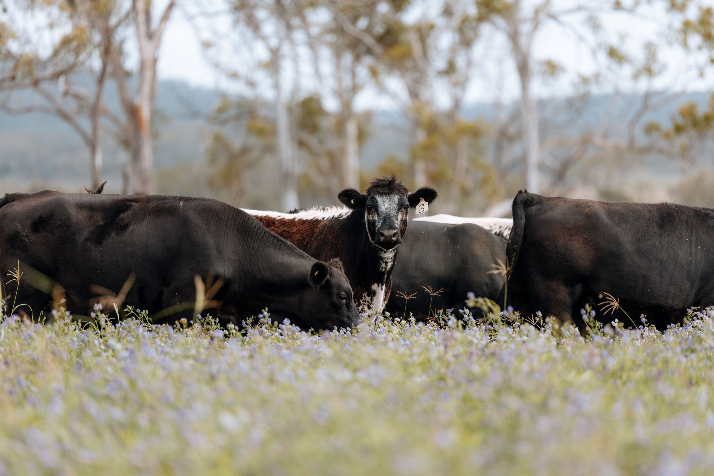 Budgee Valley Beef