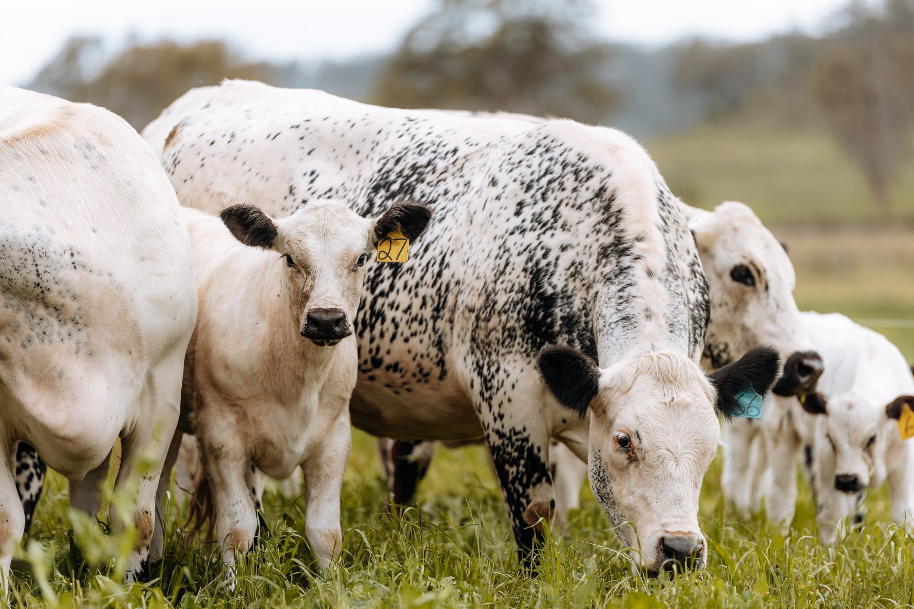 Whole Beast (Whole Cow) - Grass Fed Beef - Currently unavailable. Join ...