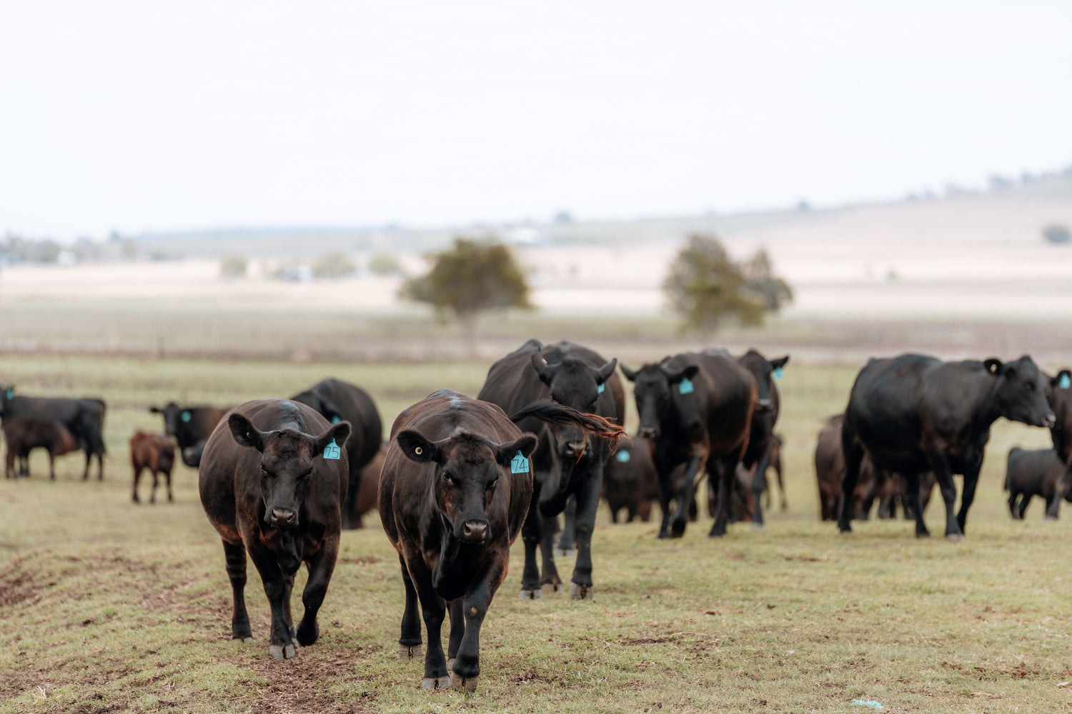 Contact – Budgee Valley Beef