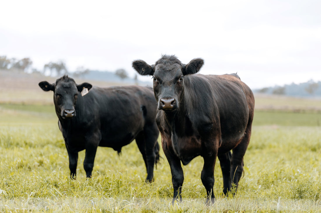 Why Grass Fed – Budgee Valley Beef