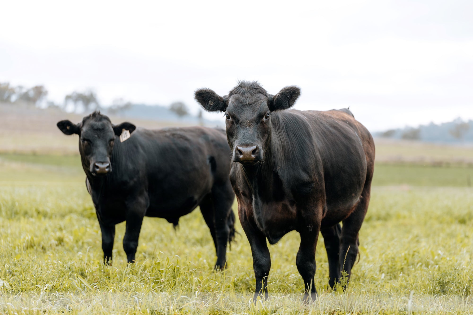 Butcher Preferences (Cut Sheet) – Budgee Valley Beef
