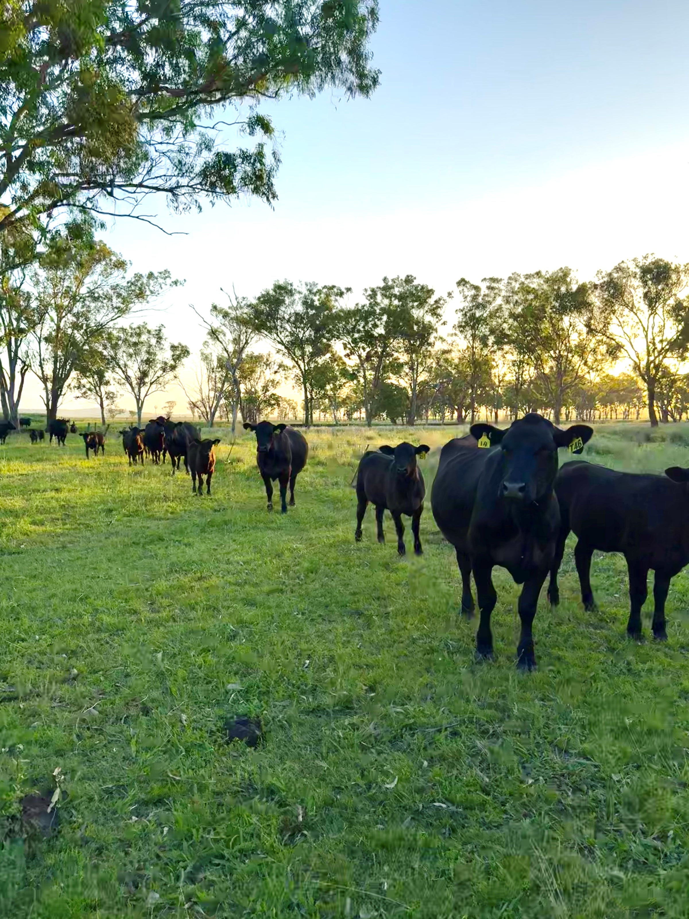 Budgee Valley Beef